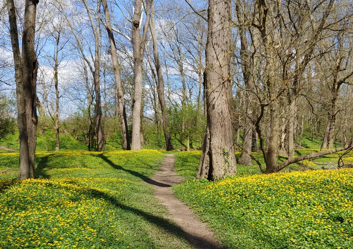 Health and Wellness in Nature! | Valley View Nature Preserve