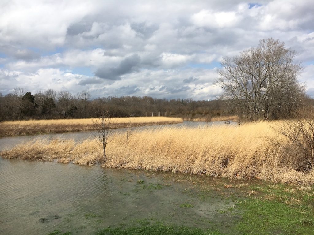Wetlands | Valley View Nature Preserve